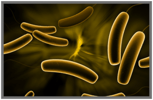 AST/MIC-ID Archives - IMV Medical Information Division